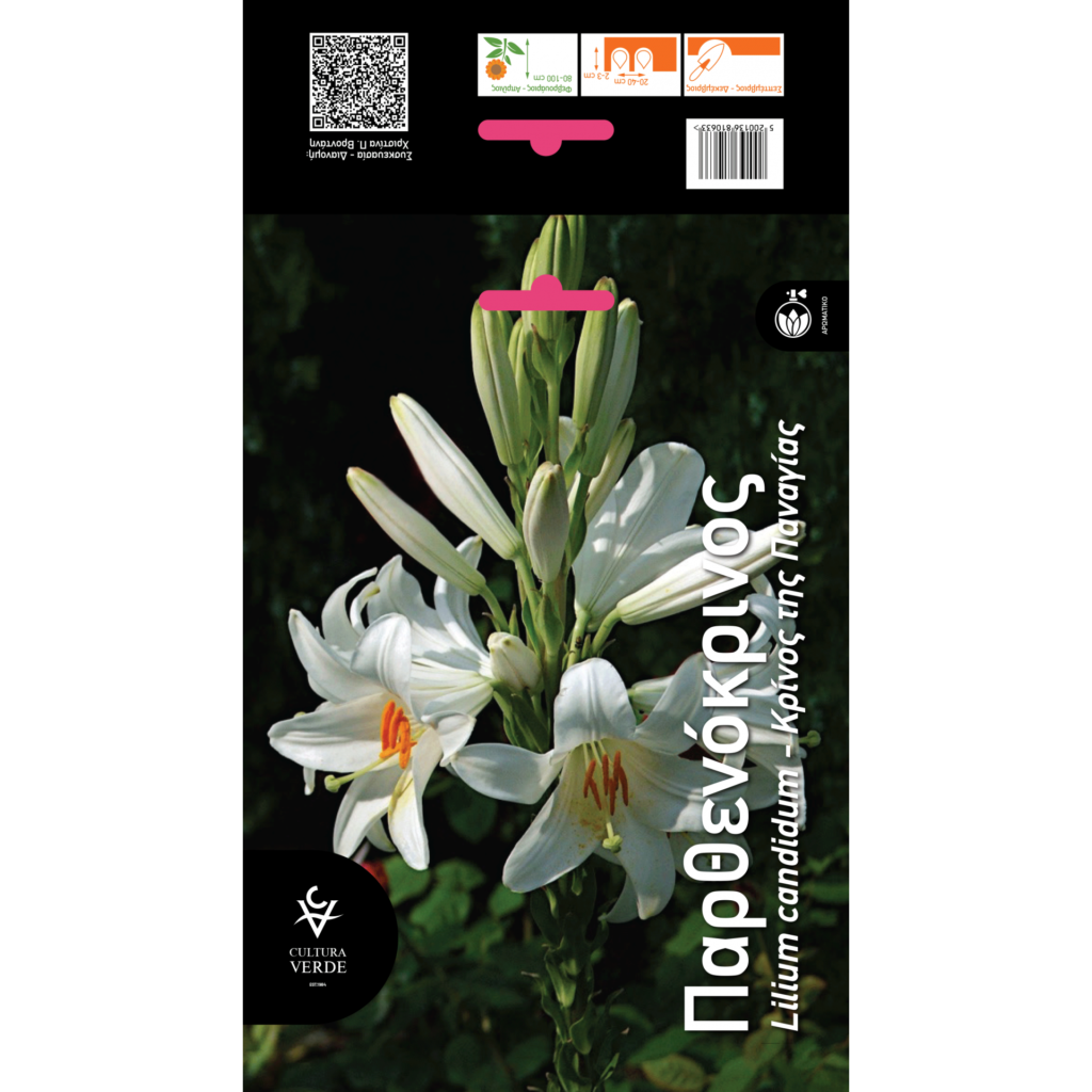 ΟΛΛΑΝΔΙΚΟΙ ΠΑΡΘΕΝΟΚΡΙΝΟΙ ΑΡΩΜΑΤΙΚΟΙ– LILIUM CANDIDUM - Cultura Verde
