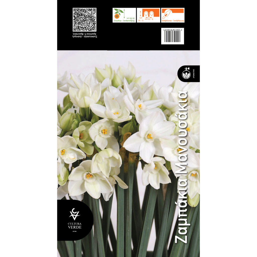 ΖΑΜΠΑΚΙΑ ΜΑΝΟΥΣΑΚΙΑ - PAPERWHITE - Cultura Verde